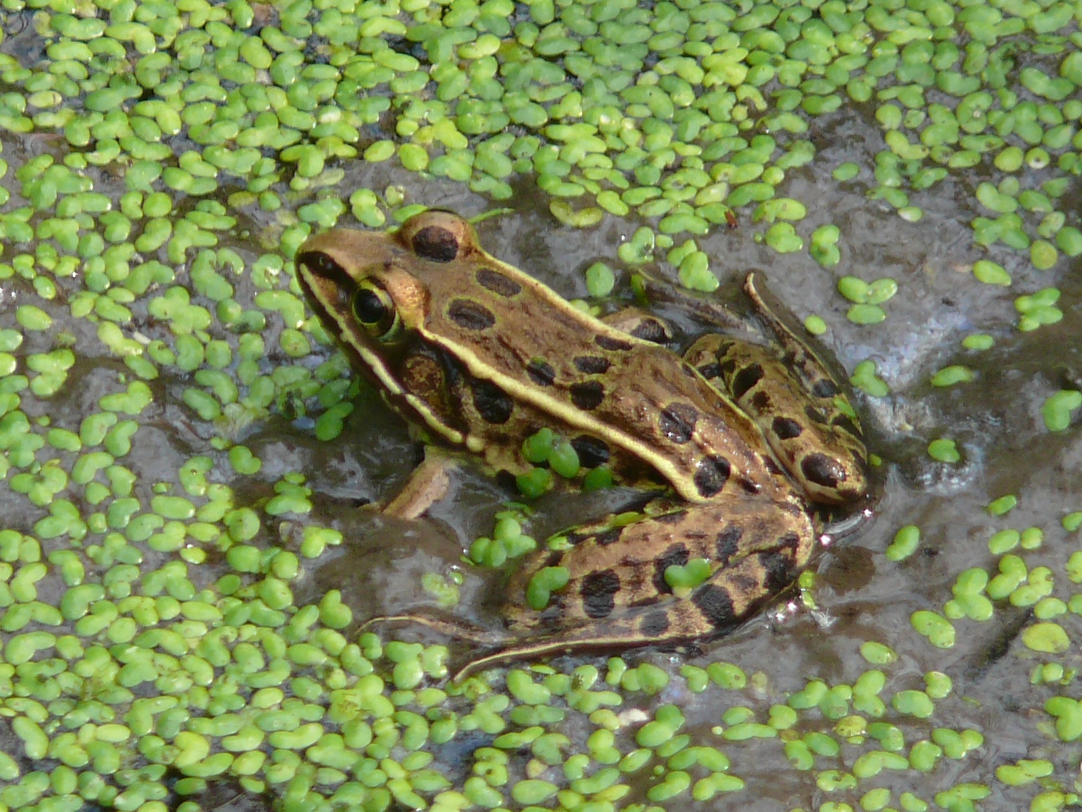 Distribution and Conservation Status of the Newly Described Species of ...